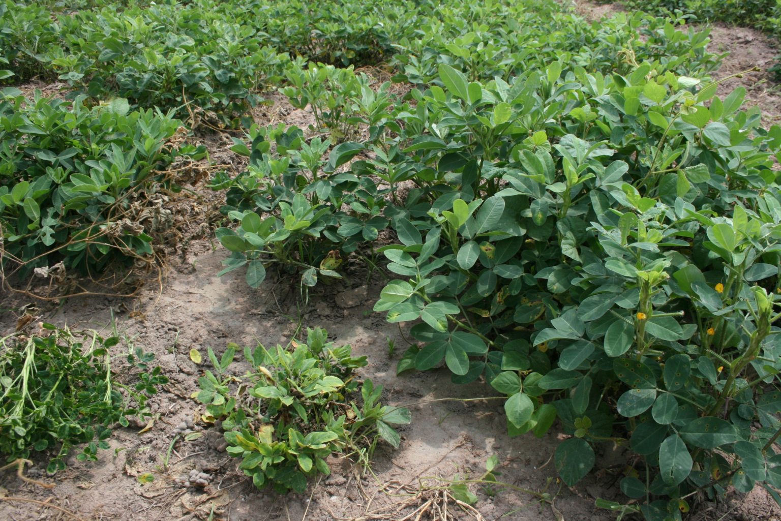 Maladies de l’arachide – Groundnut Academy