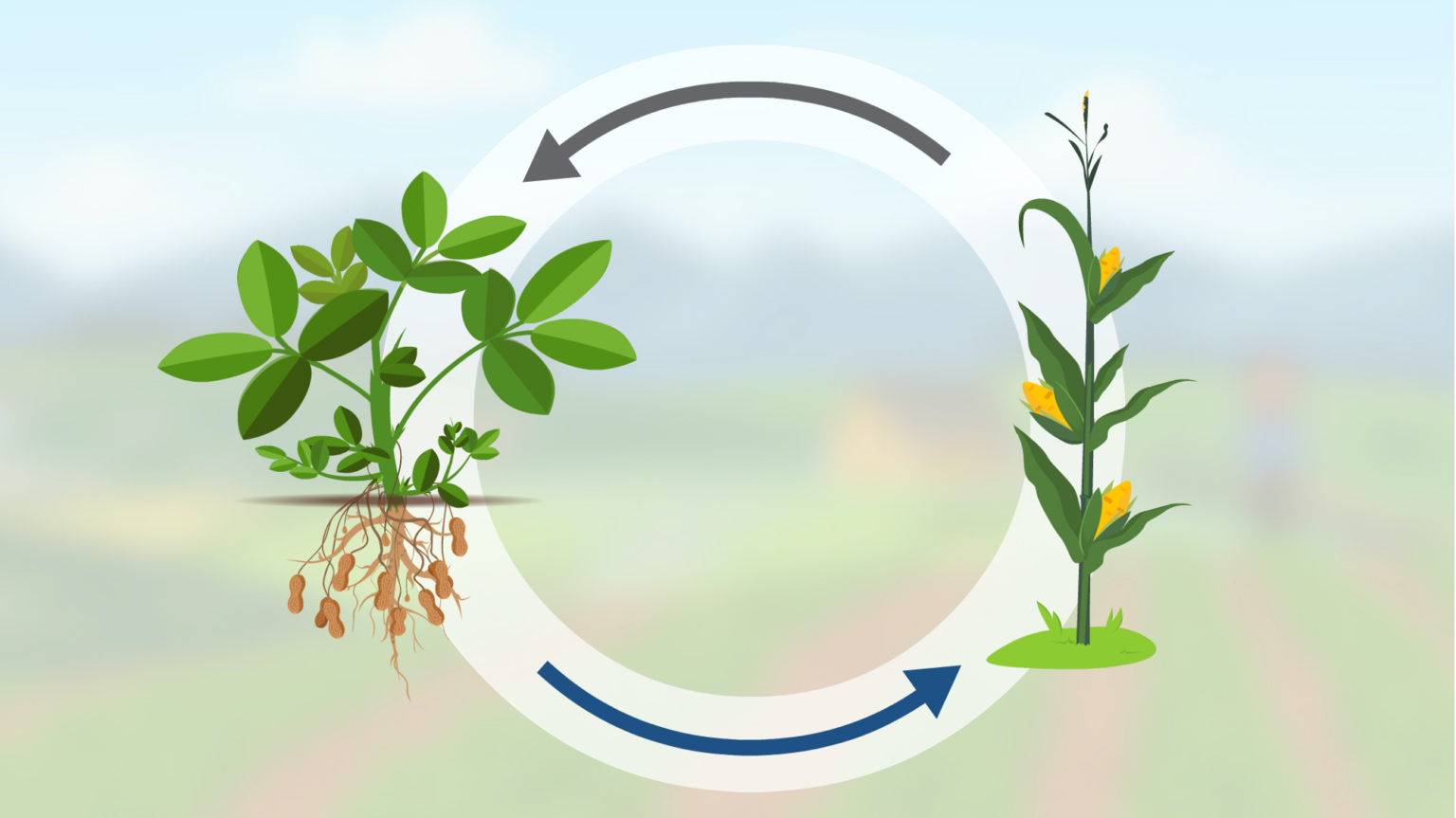 Rotation des cultures – Groundnut Academy