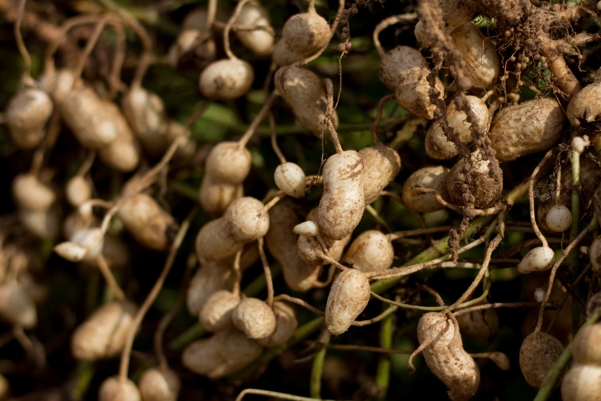 Factor: Improper drying in the field – Groundnut Academy