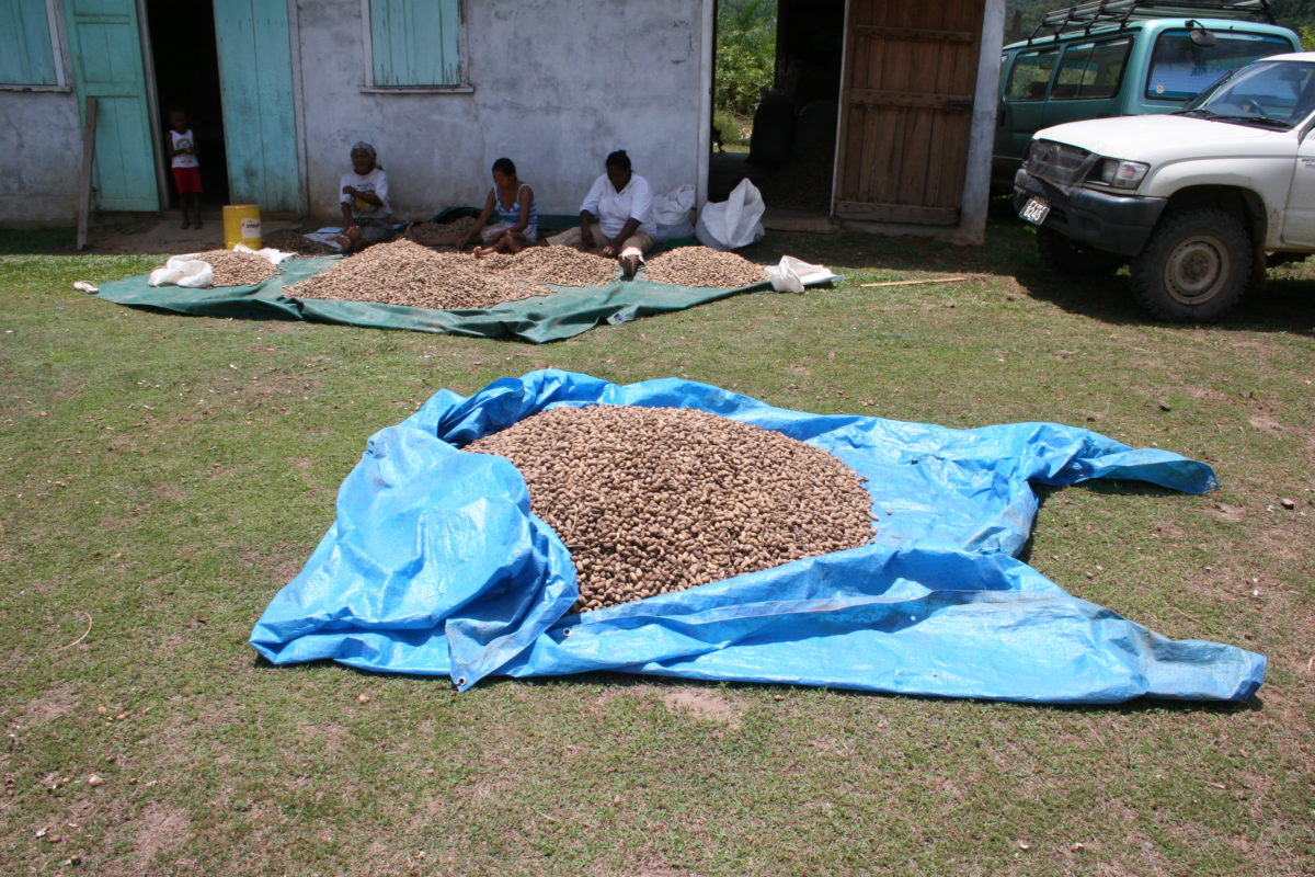 Managing for fungus while drying – Groundnut Academy
